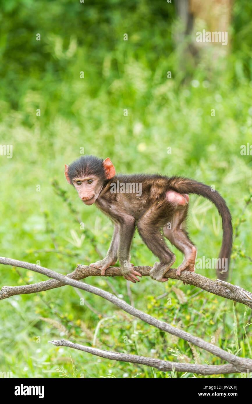 baboons playing in Kruger park, South Africa Stock Photo - Alamy