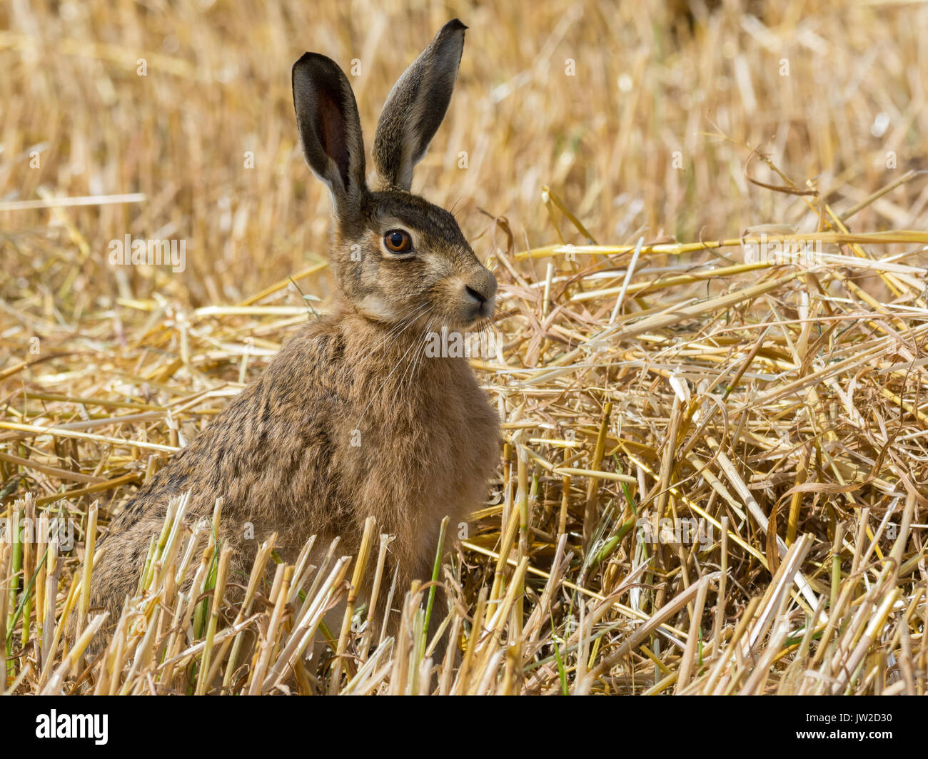 A Brown hare in a stubble field Lancashire England Stock Photo - Alamy