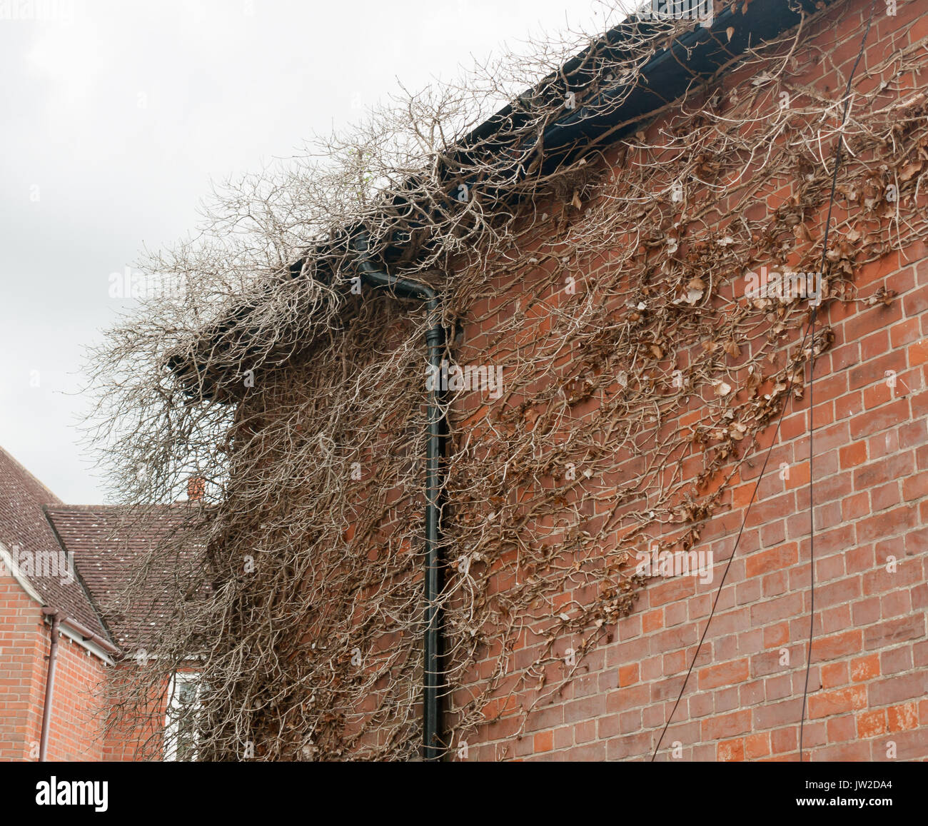 Dead tree ivy garden hi-res stock photography and images - Alamy
