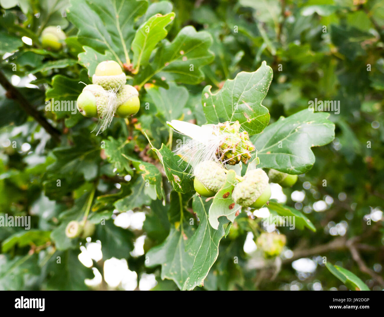 growing green acorns swaying in a tree in autumn; UK Stock Photo - Alamy