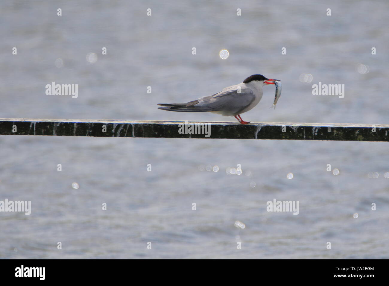 Tern raft hi-res stock photography and images - Alamy
