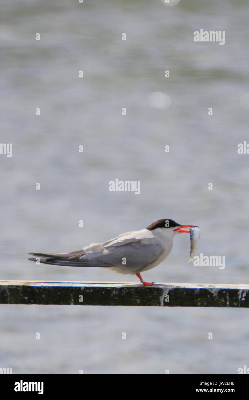 Common tern uk hi-res stock photography and images - Alamy