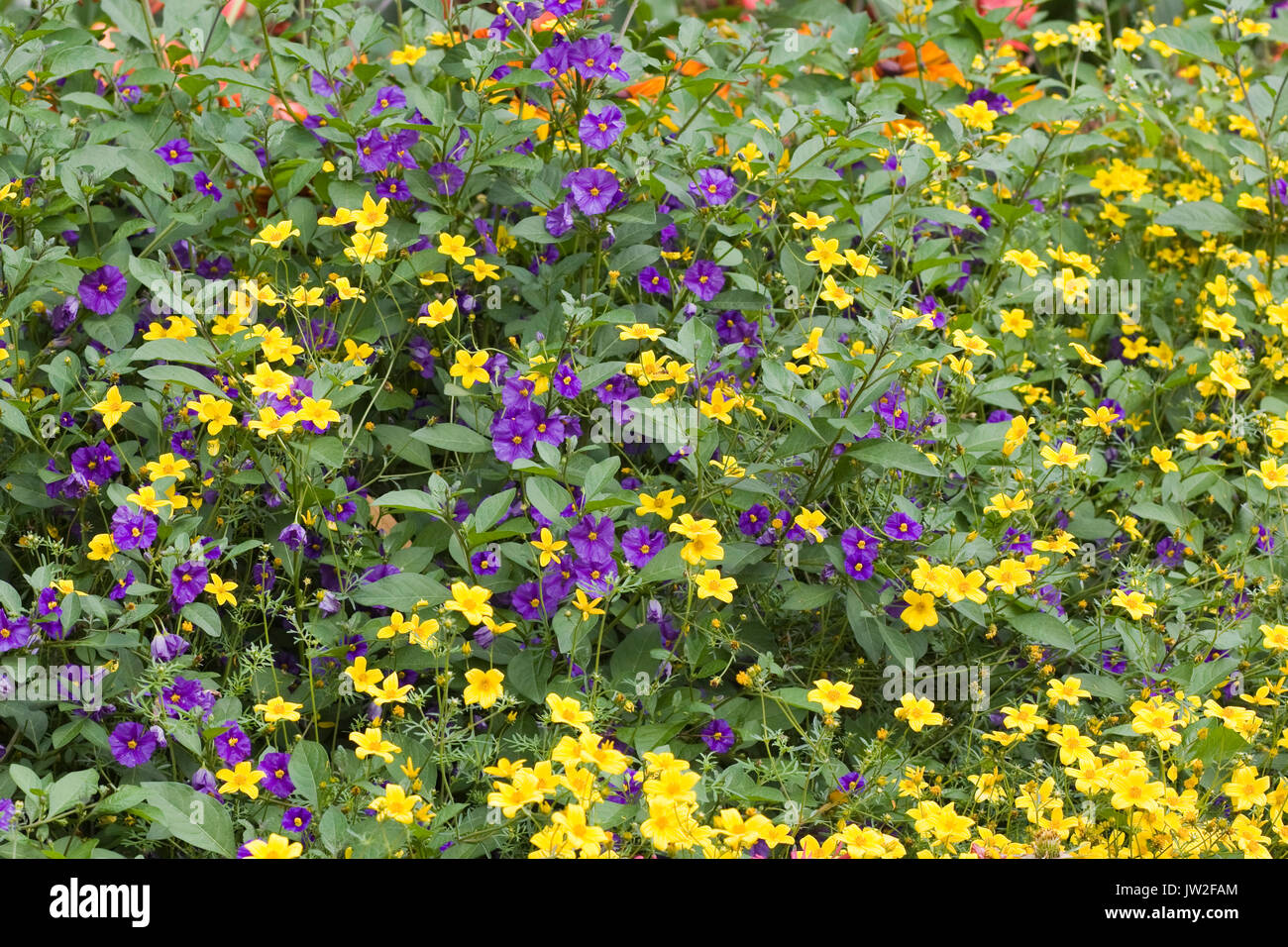 flowering decorative borders Stock Photo - Alamy