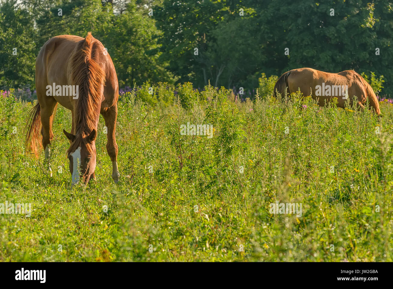 Horse on open pasture. Leningrad oblast Stock Photo - Alamy