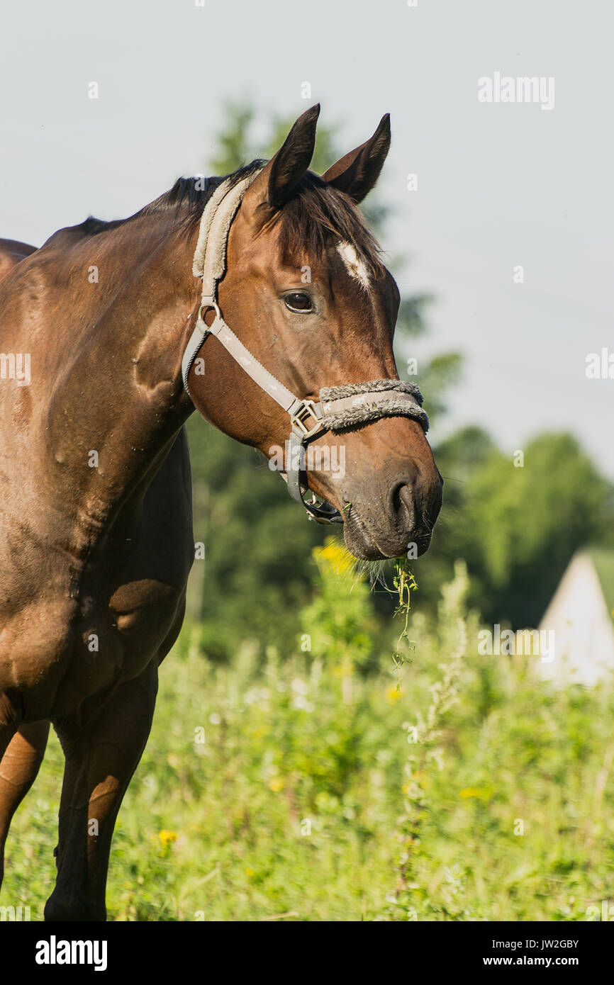 Horse on open pasture. Leningrad oblast Stock Photo - Alamy