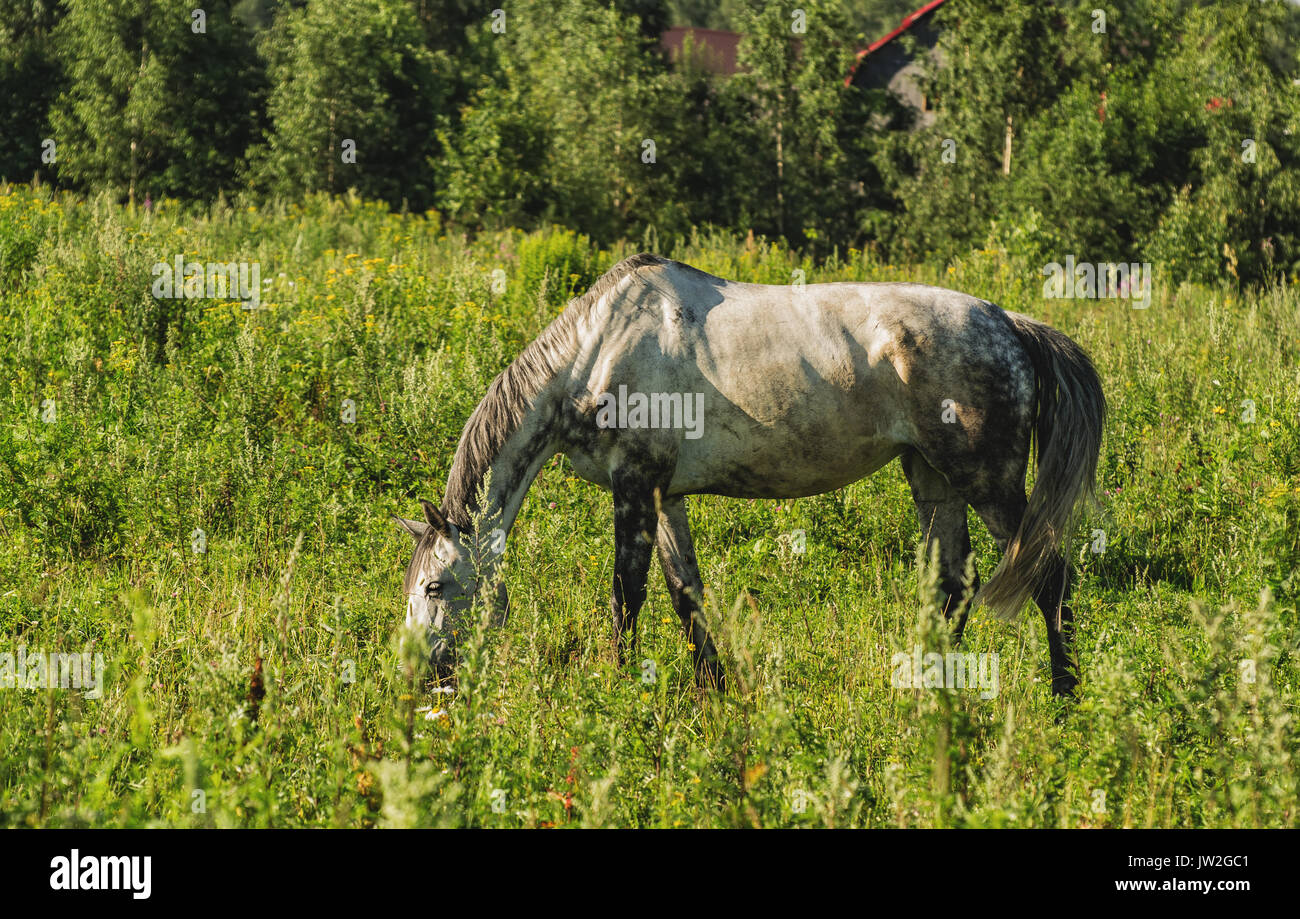 Horse on open pasture. Leningrad oblast Stock Photo - Alamy