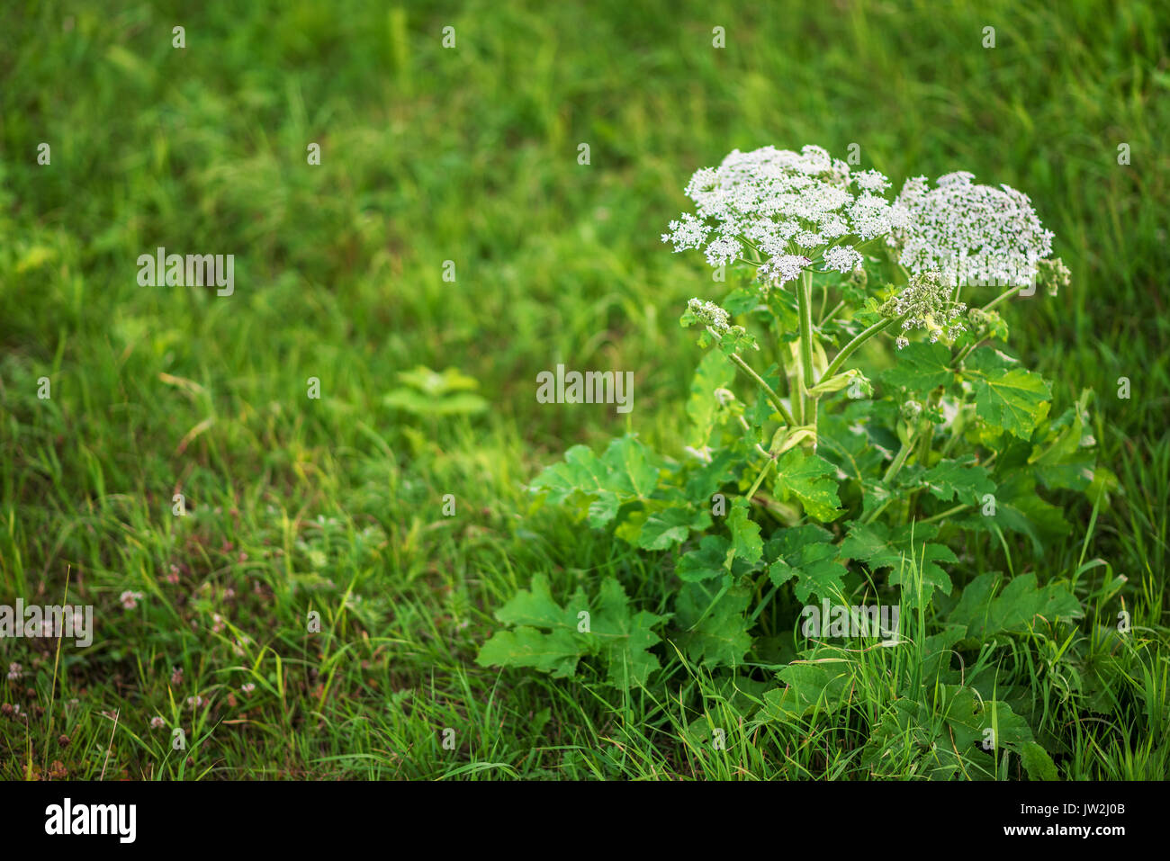 The sap of it causes phytophotodermatitis in humans, resulting in ...