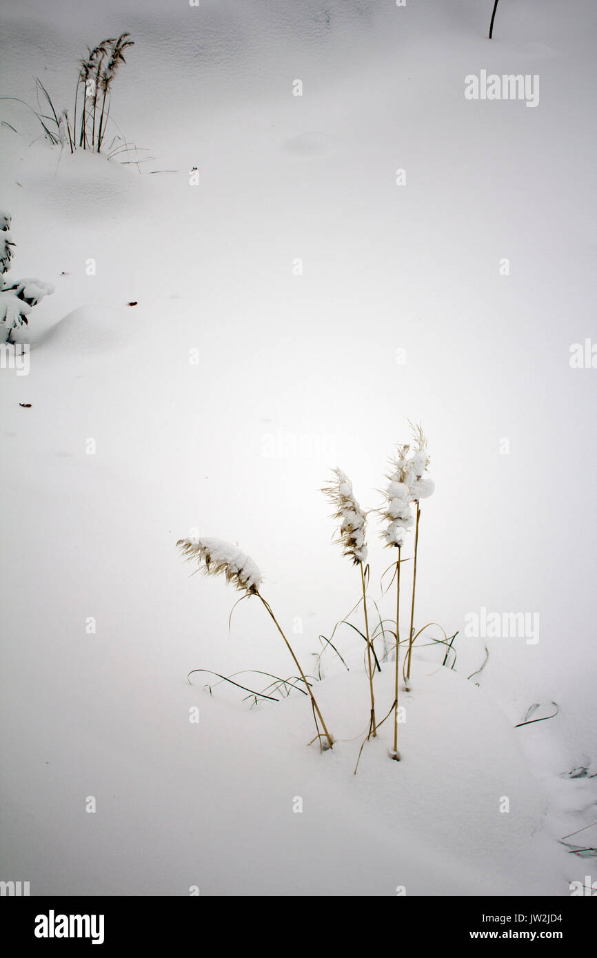 Reeds in the snow Stock Photo - Alamy