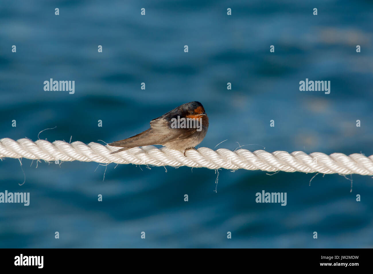 Welcome swallow, Hirundo neoxena, on Rottnest Island, Western Australia ...