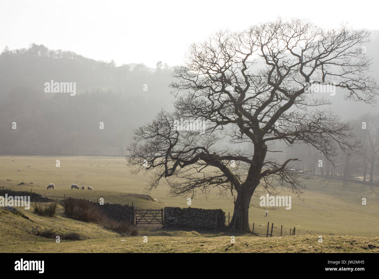 Traditional farming landscape in the Lake District, England, UK, with ...