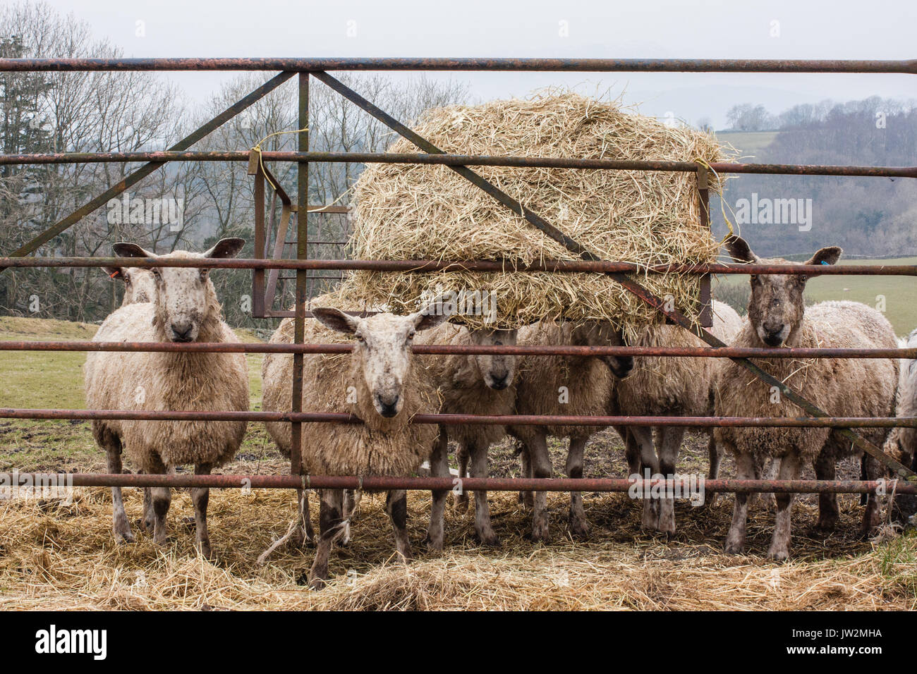 Mule sheep hi-res stock photography and images - Alamy