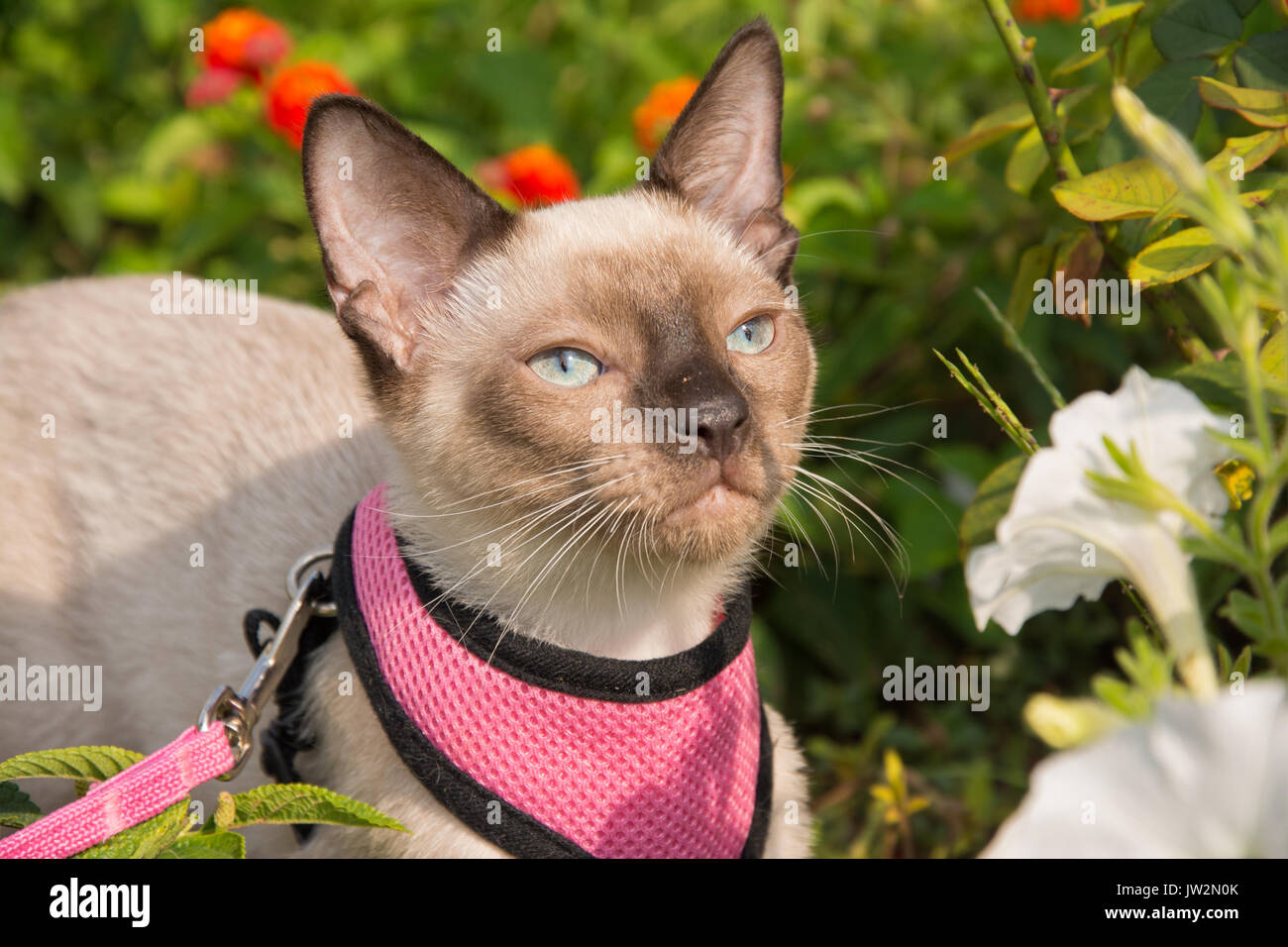 Adorable Siamese kitten in pink harness and leash among flowers in a ...