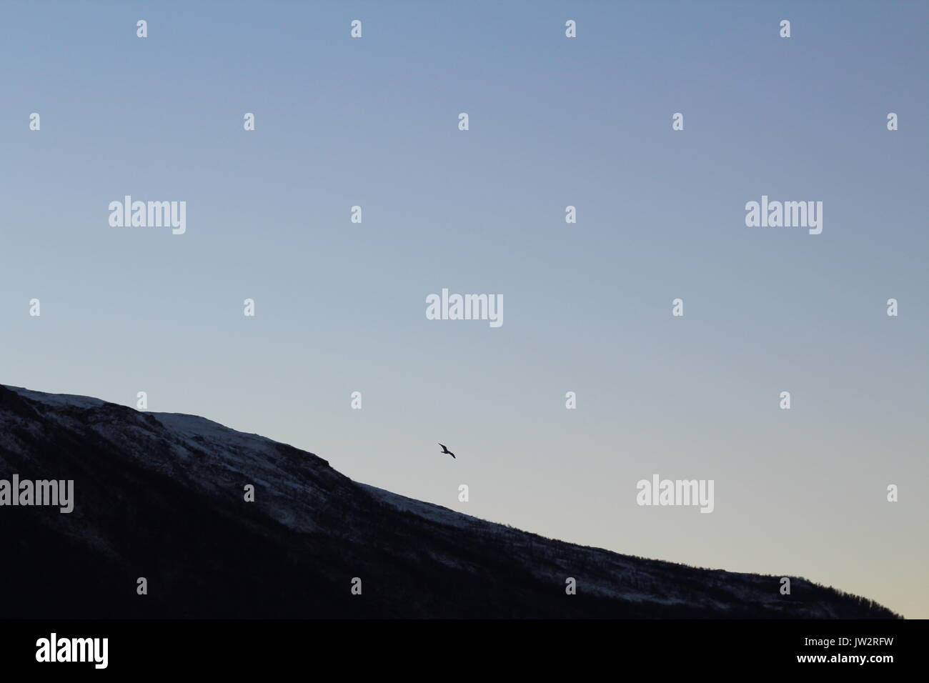 Yellow black mountain bird hi-res stock photography and images - Alamy