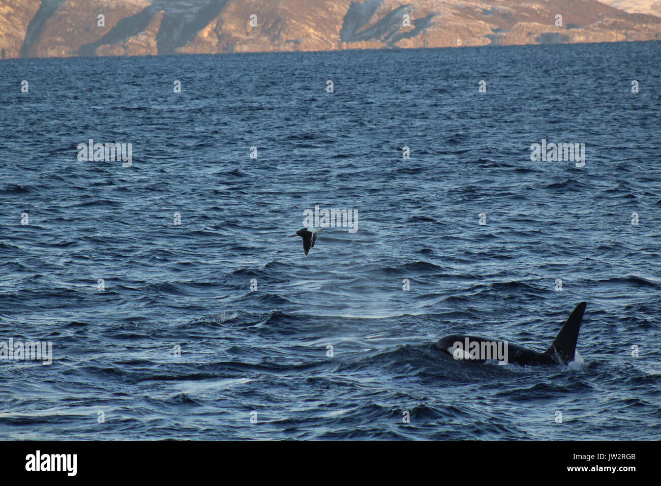 Orca pod circle hi-res stock photography and images - Alamy