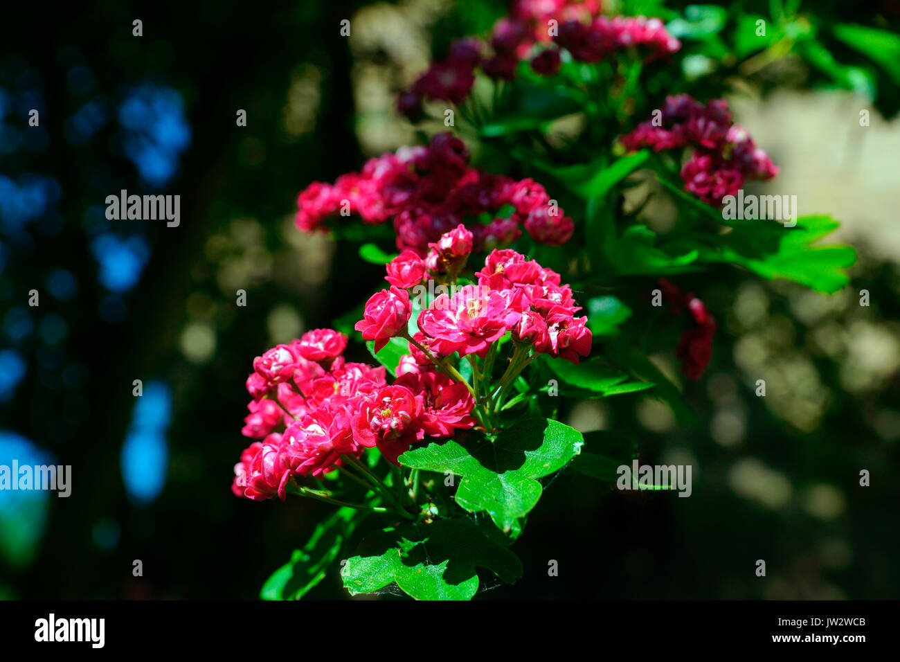 HAWTHORN TREE IN BLOOM Stock Photo - Alamy