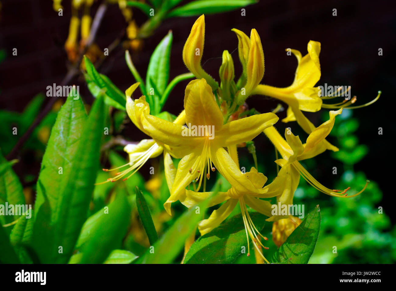 Azalea pontica rhododendron luteum hi-res stock photography and images ...