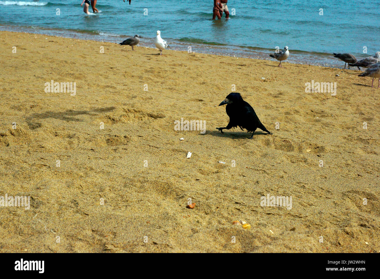 CROW EATING THE BREAD Stock Photo - Alamy