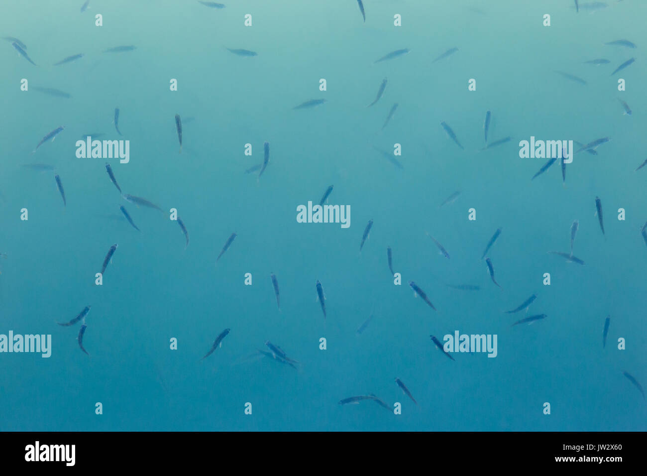 A view from above of many fishes in water, creating a pattern Stock ...