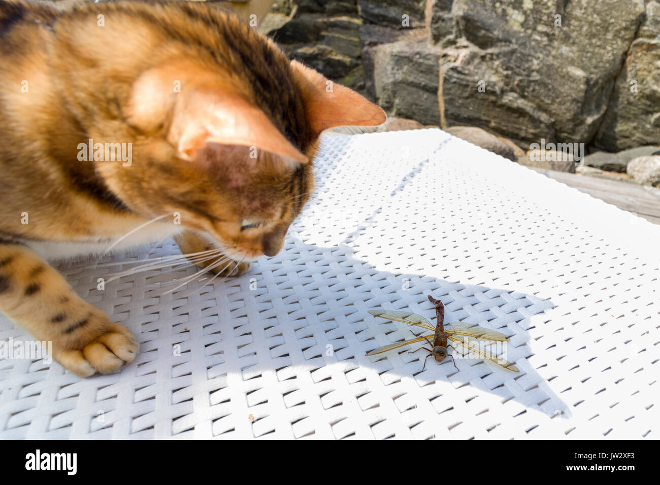 Female Bengal cat capturing, toying with and eventually killing a large ...
