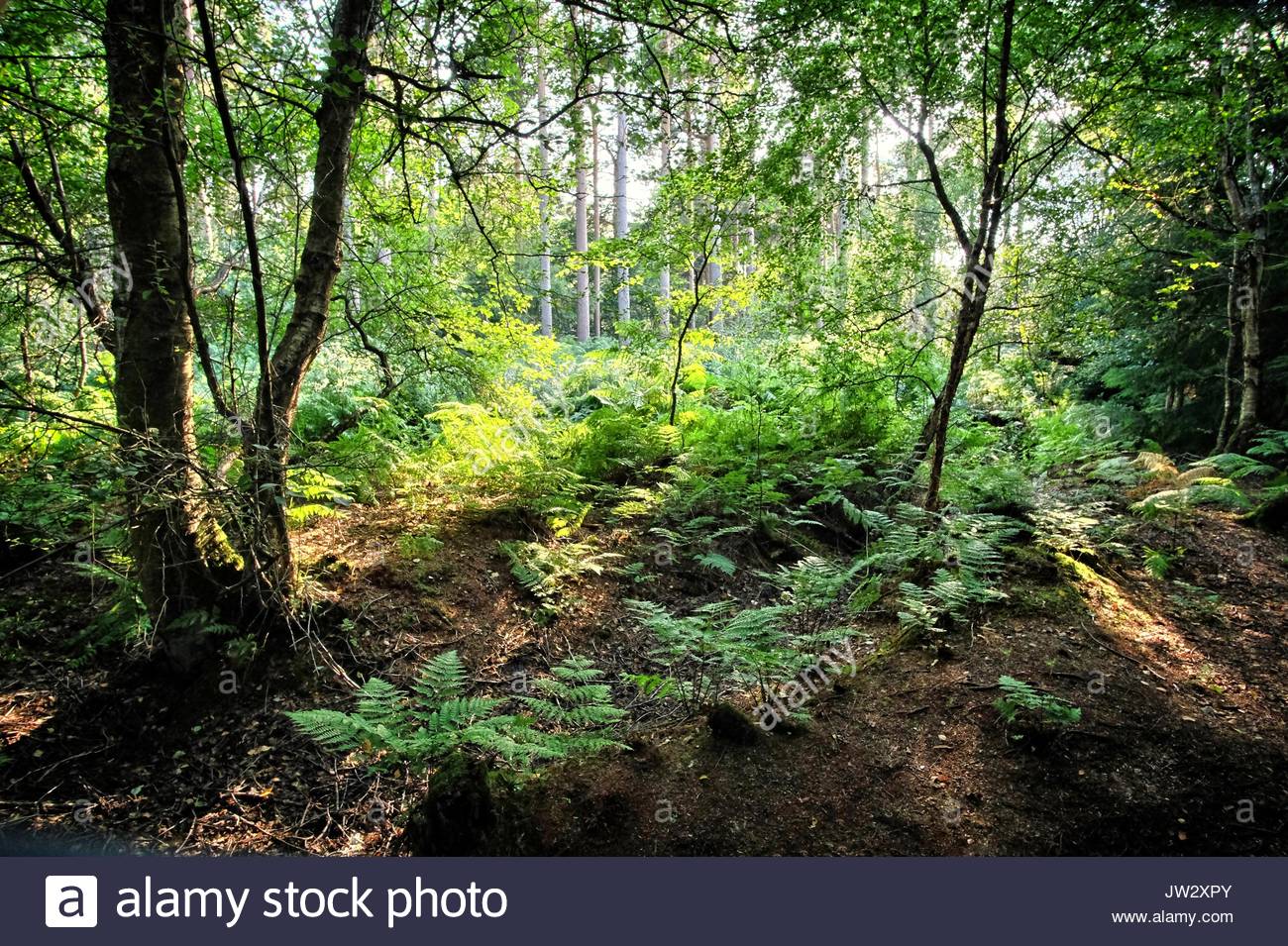 Delamere Forest Stock Photos & Delamere Forest Stock Images - Alamy