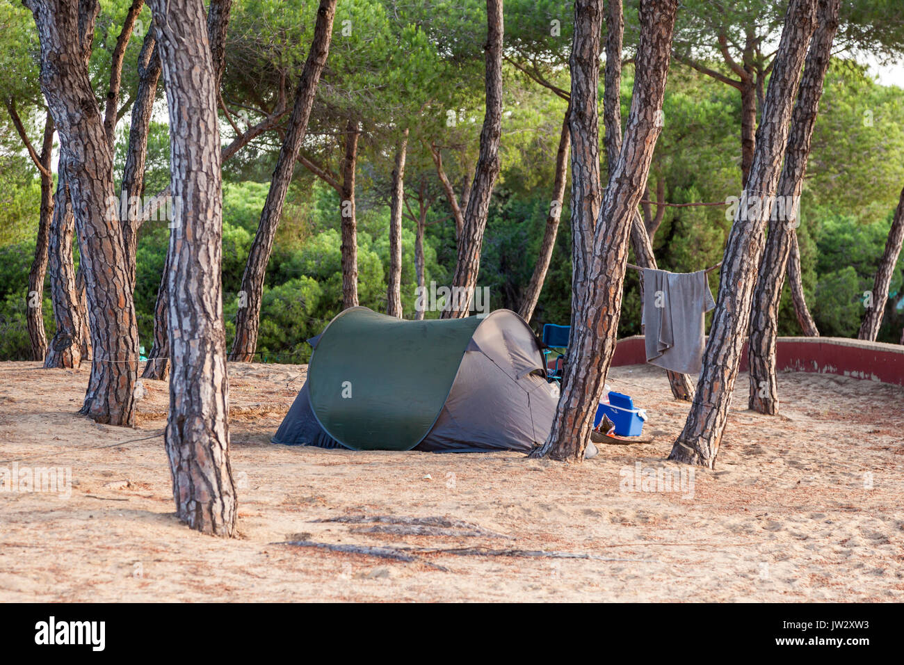 Small tent on a campground under pine trees Stock Photo - Alamy