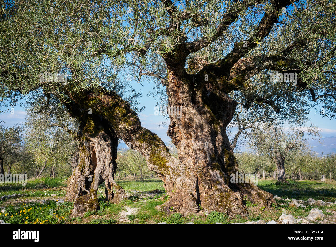 Secular olive trees in the region of Umbria (Italy Stock Photo - Alamy