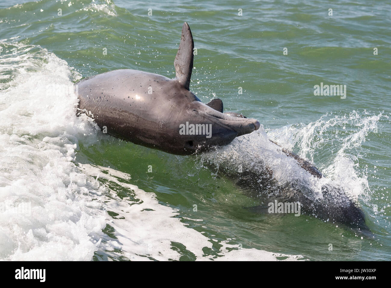 Common bottlenose dolphins (Tursiops truncatus) breaching near Marco ...