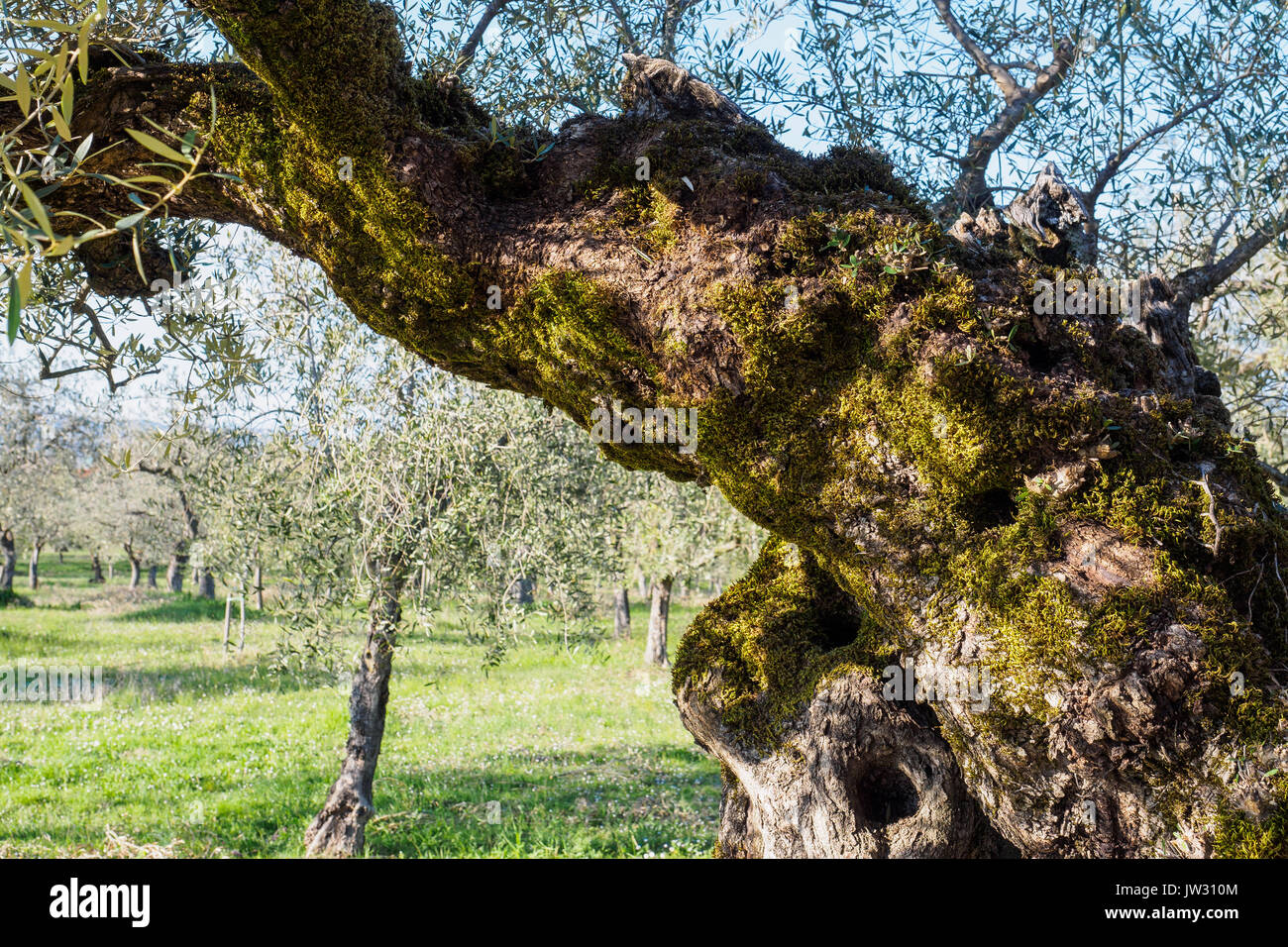 Secular olive trees in the region of Umbria (Italy Stock Photo - Alamy