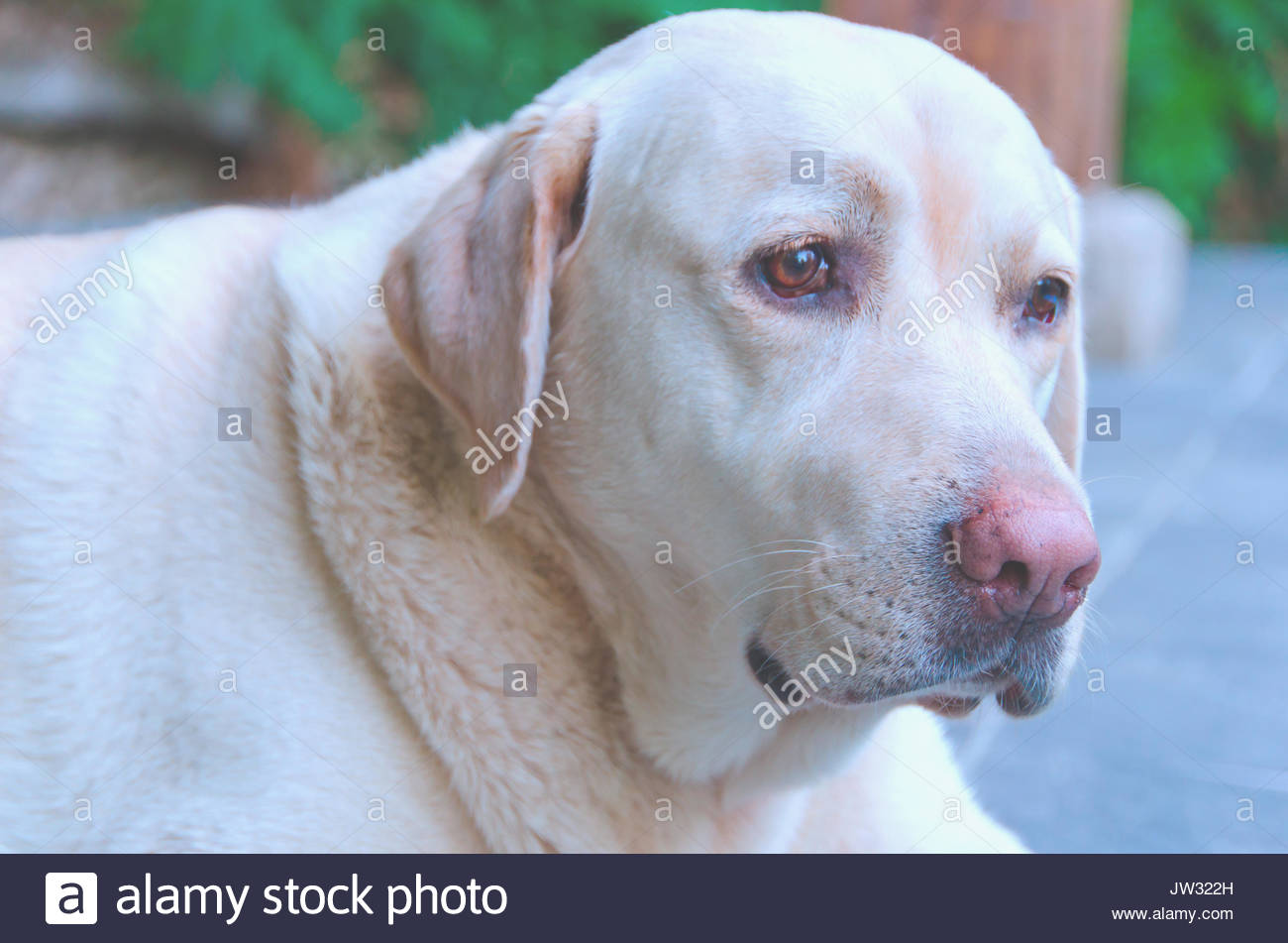 Blind Obedience High Resolution Stock Photography and Images - Alamy