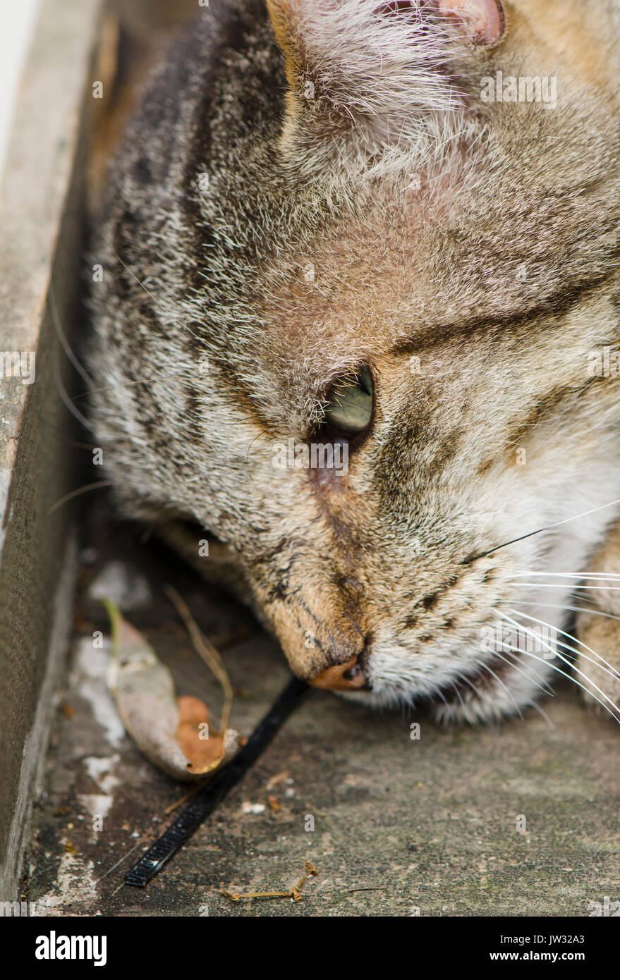 Tom cats hi-res stock photography and images - Alamy