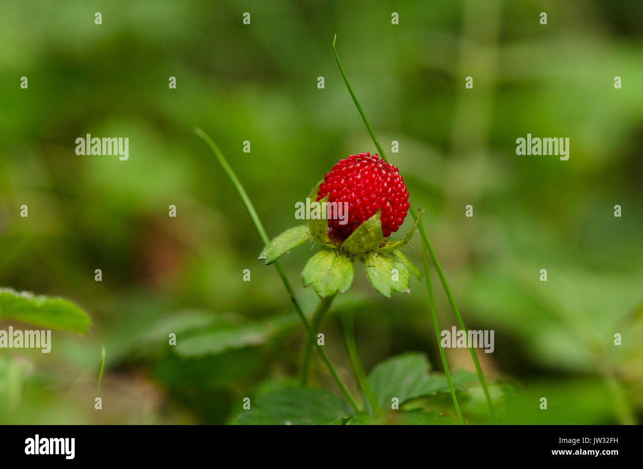 Alpine strawberry hi-res stock photography and images - Alamy