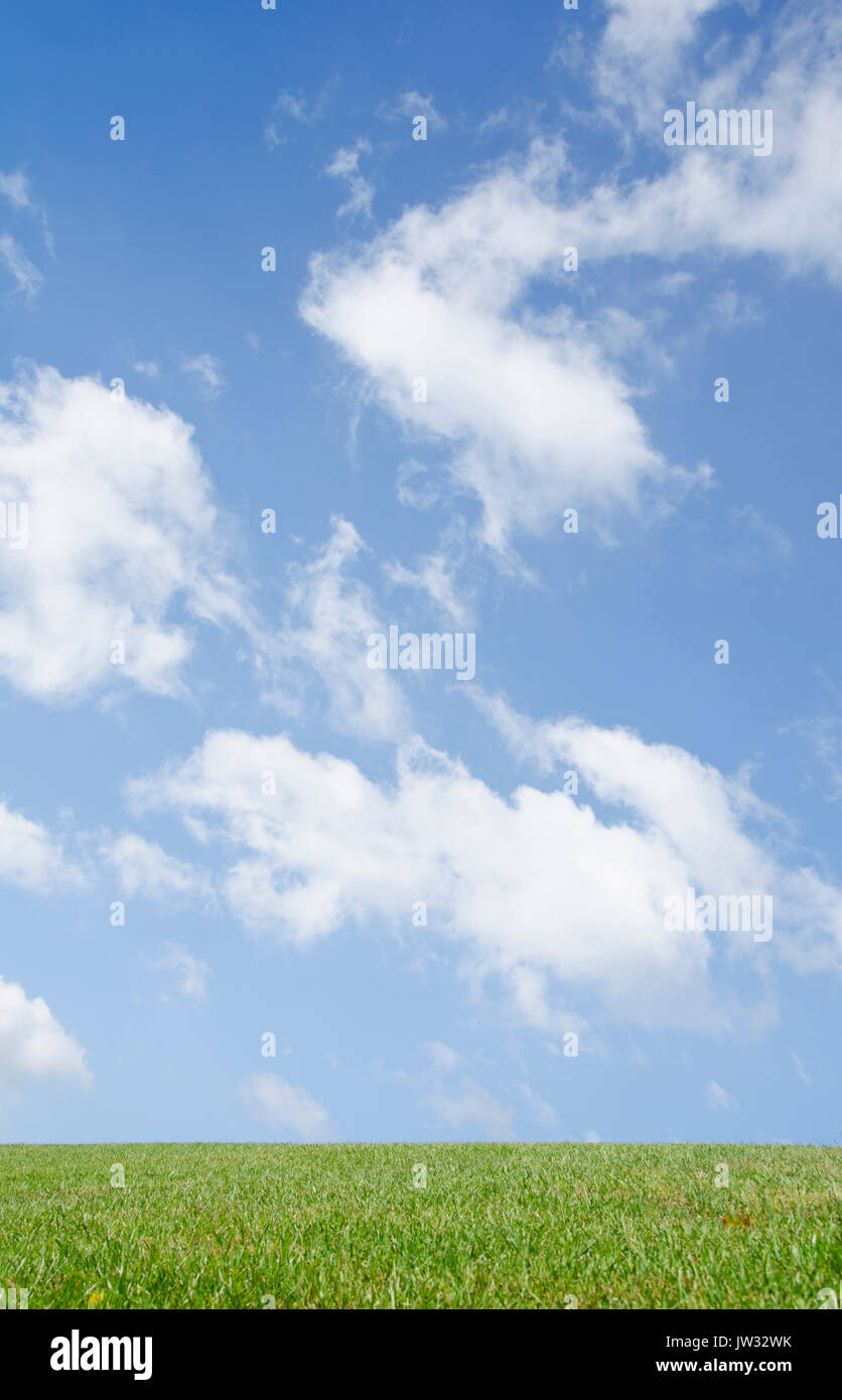 Field of green grass Stock Photo - Alamy