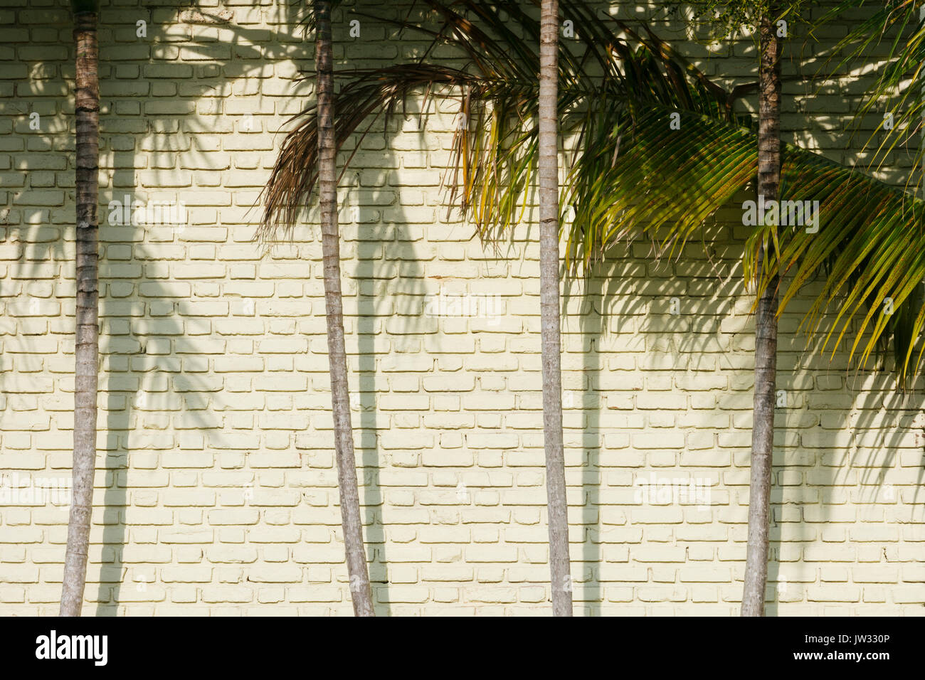 Palm trees brick building hi-res stock photography and images - Alamy