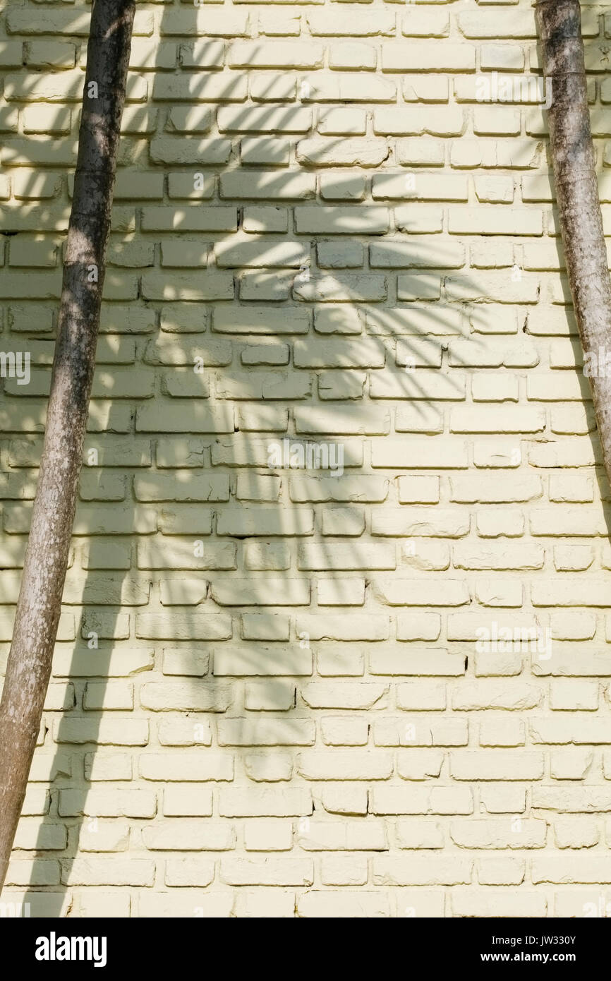 Shadow of palm tree on brick wall Stock Photo - Alamy