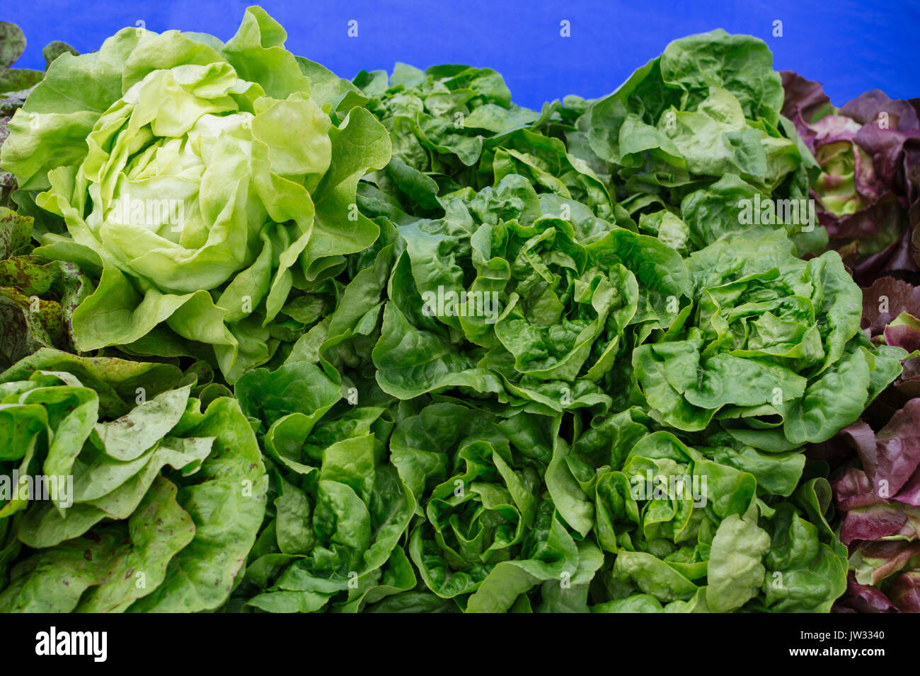 Abundance of lettuce hi-res stock photography and images - Alamy