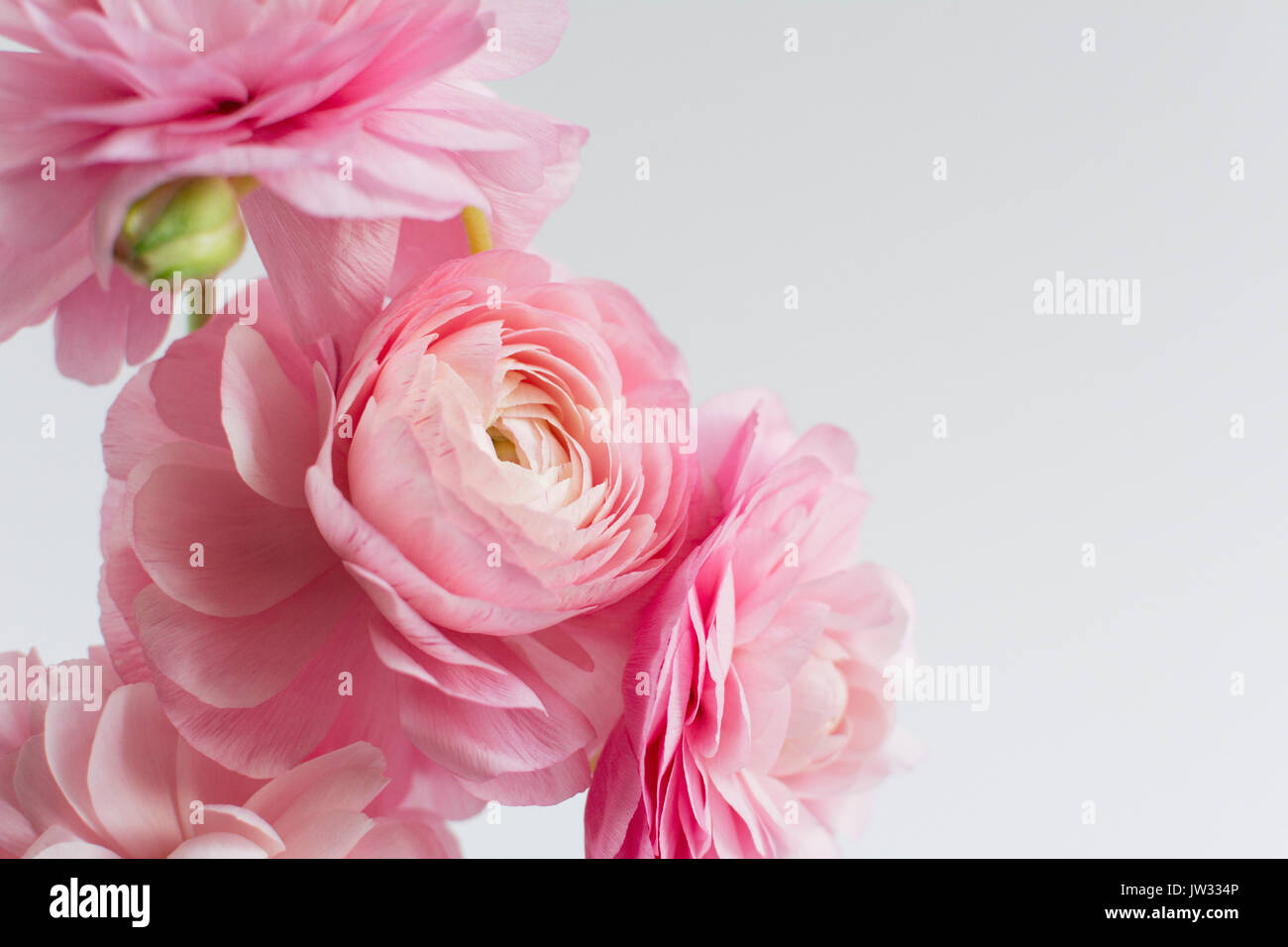 Ranunculus on white background Stock Photo - Alamy