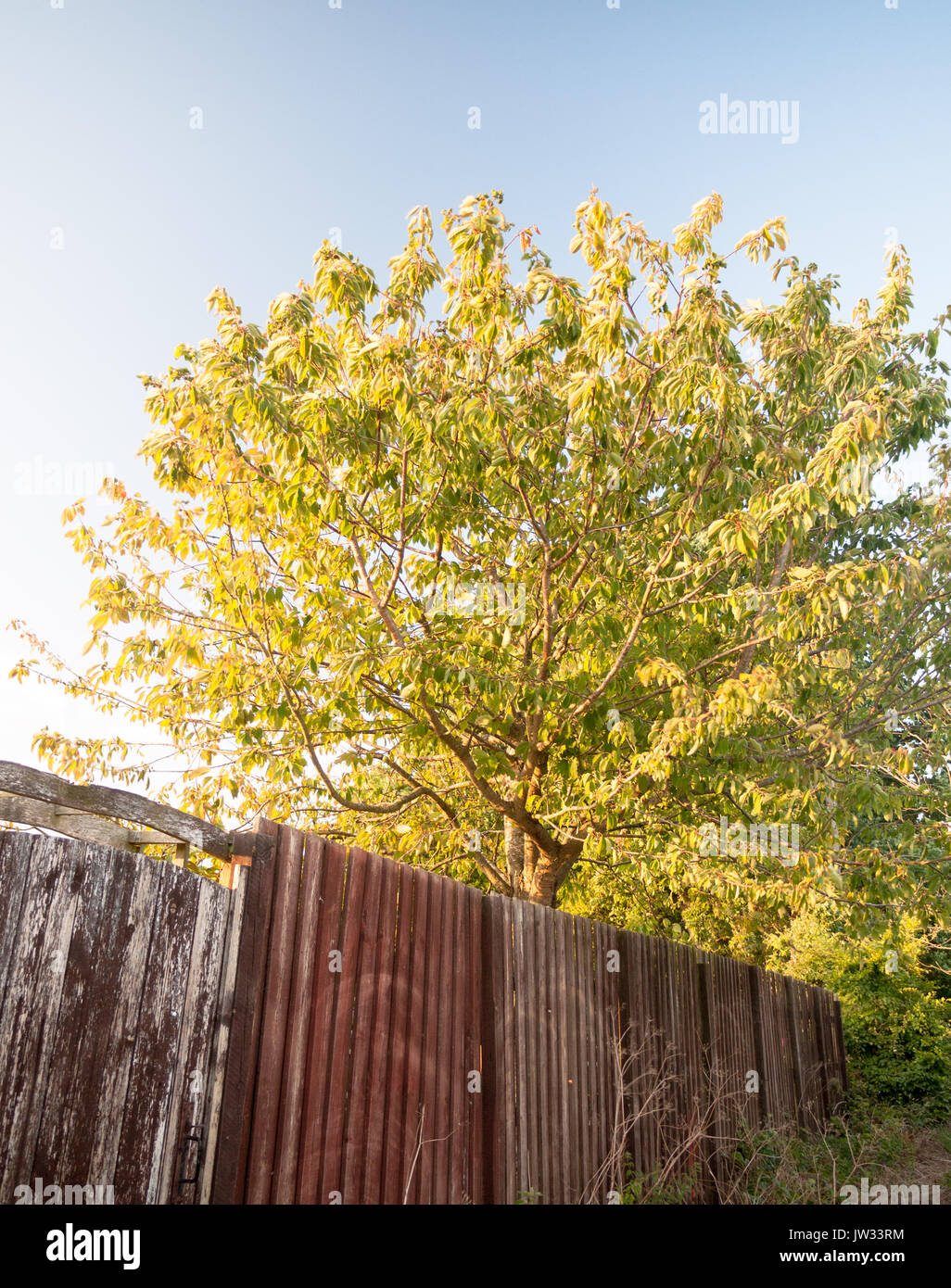 Backgarden in summer uk hi-res stock photography and images - Alamy