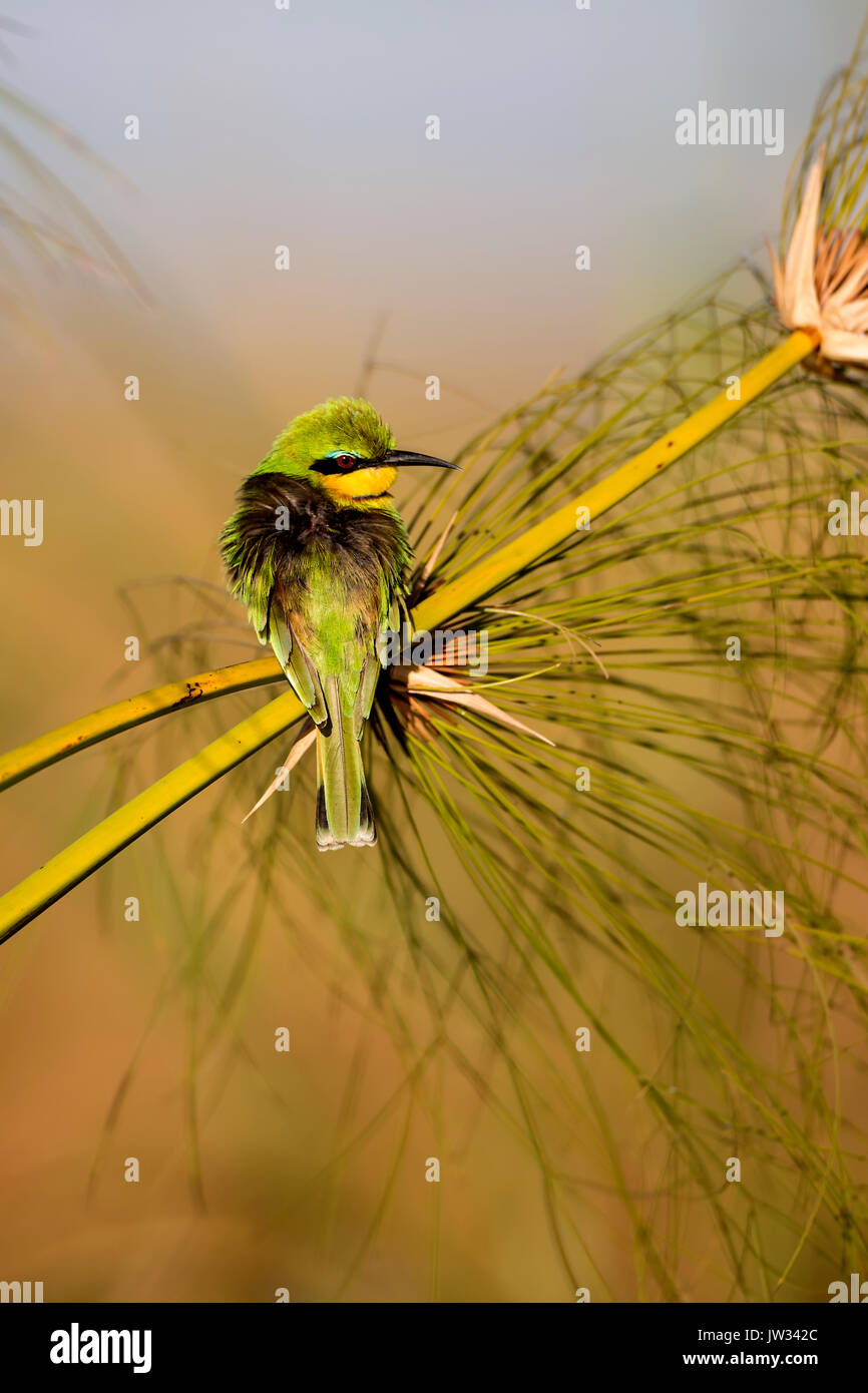 African aerial insectivore hi-res stock photography and images - Alamy