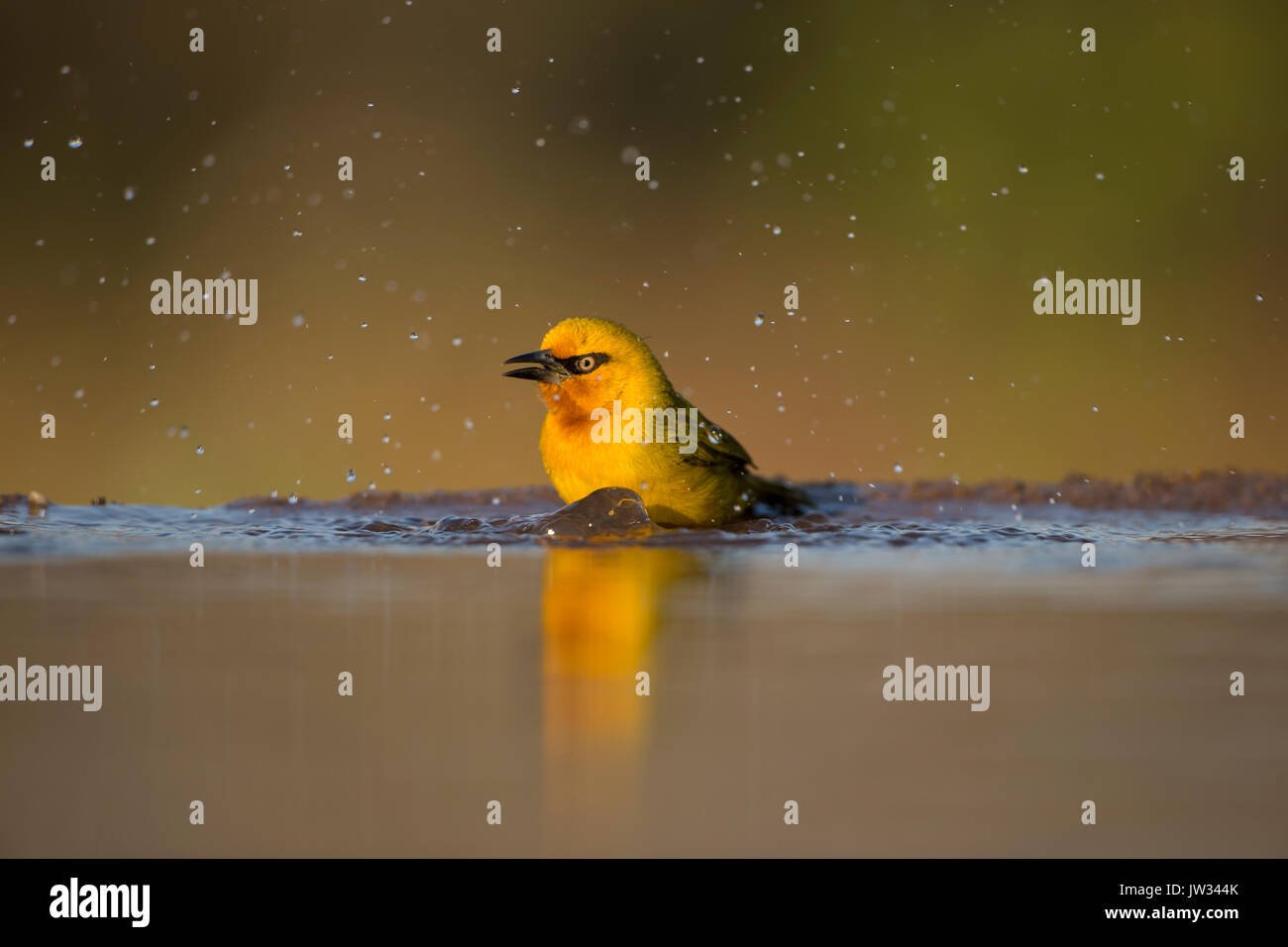 Spectacled Weaver Ploceus ocularis bathing in a shallow pool Stock ...