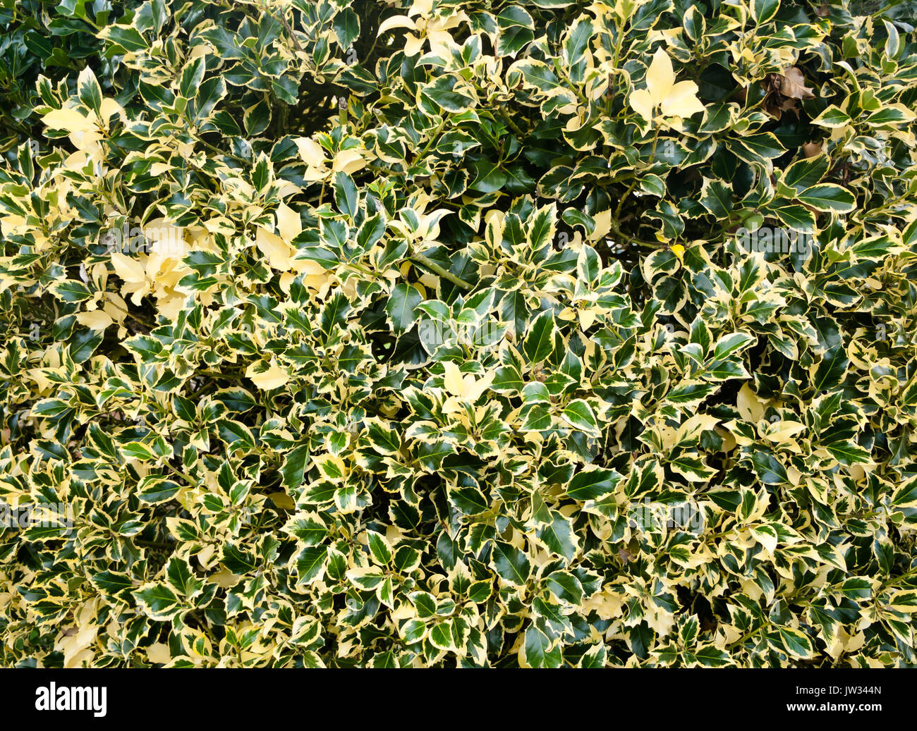 Ficus hedge hi-res stock photography and images - Alamy