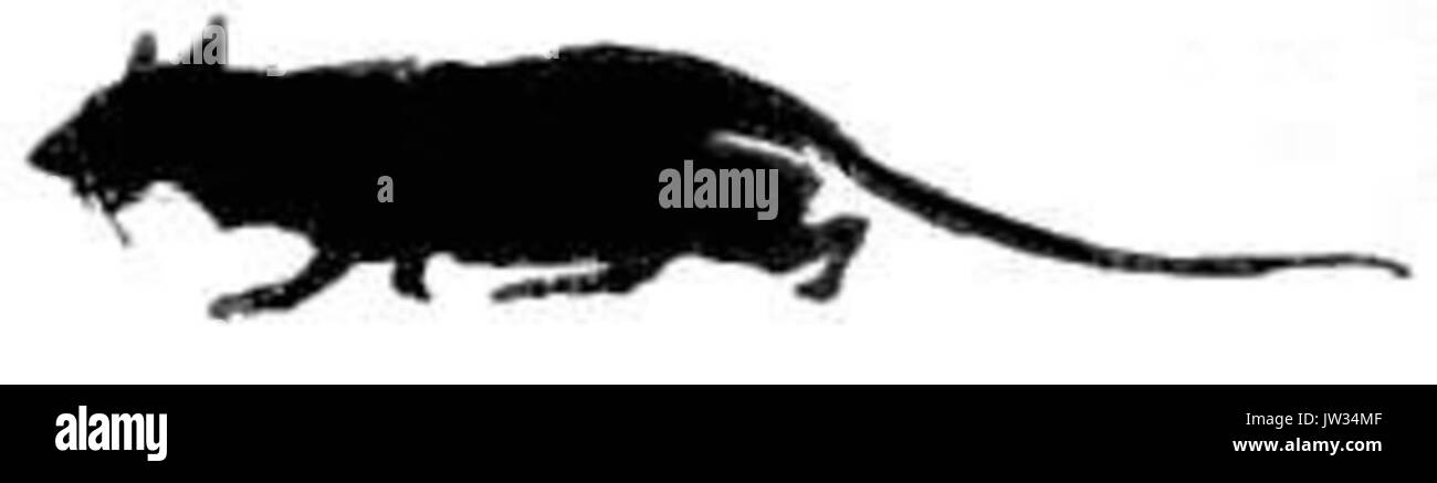Rat anatomy Black and White Stock Photos & Images - Alamy