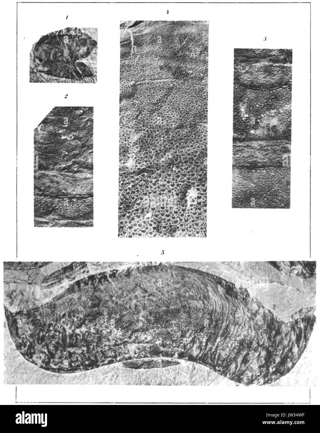 Prehistoric plate Black and White Stock Photos & Images - Alamy