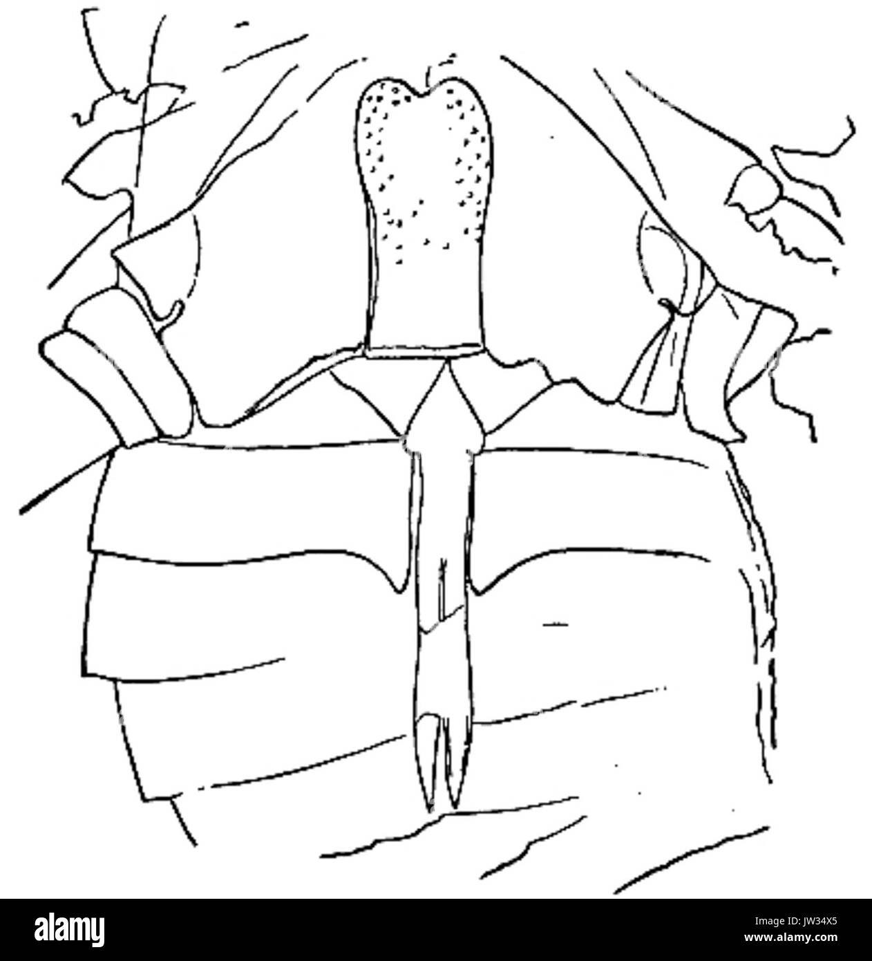 Figure of fossils Black and White Stock Photos & Images - Alamy