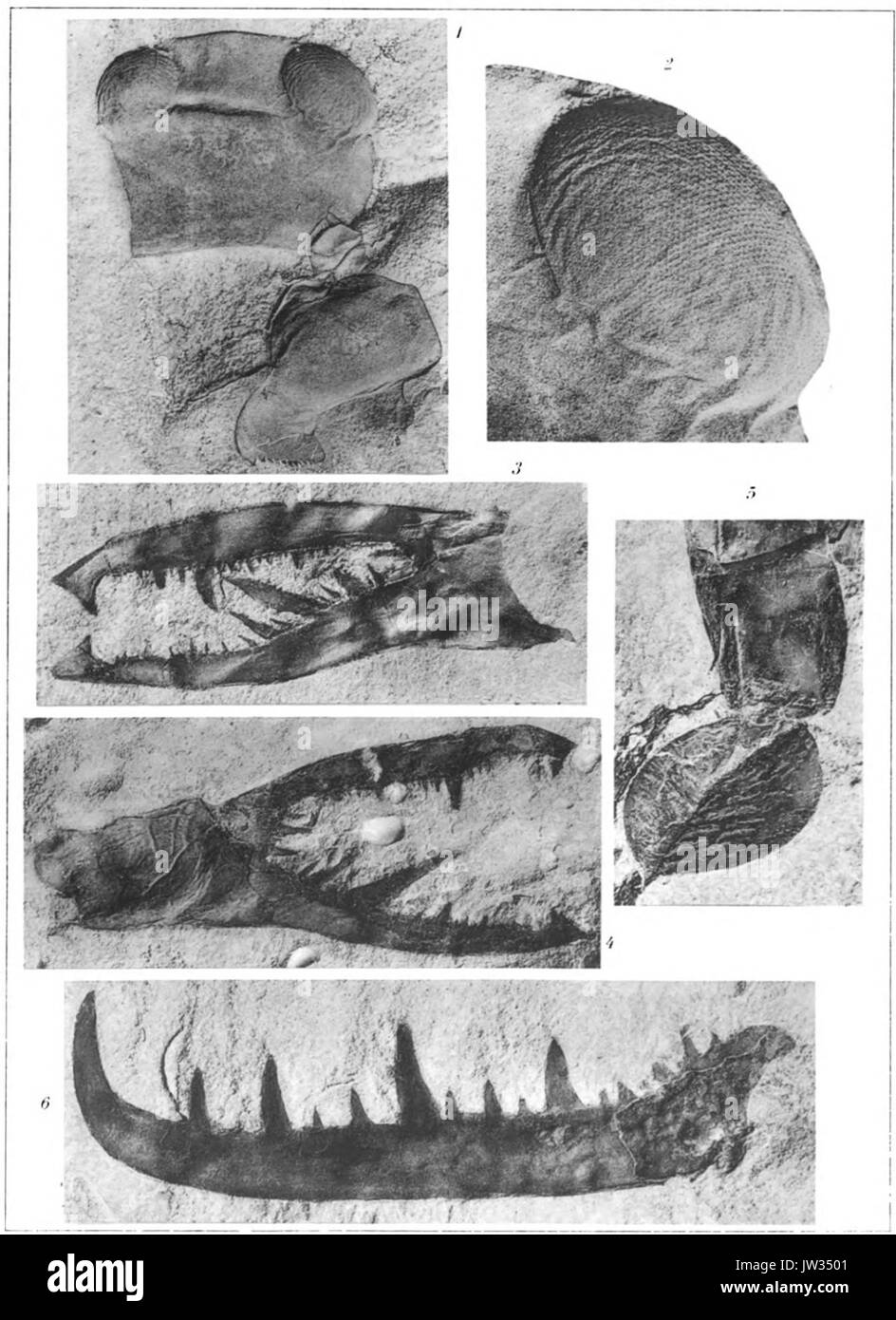 Eurypterid anatomy hi-res stock photography and images - Alamy