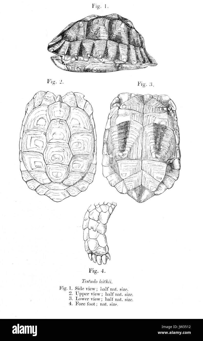 The testudo or tortoise Black and White Stock Photos & Images - Alamy