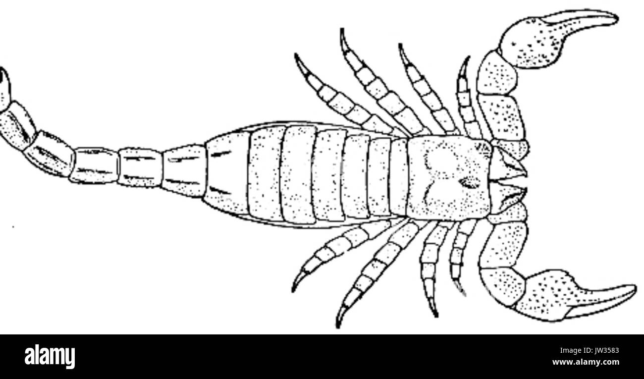 Sea scorpions Black and White Stock Photos & Images - Alamy