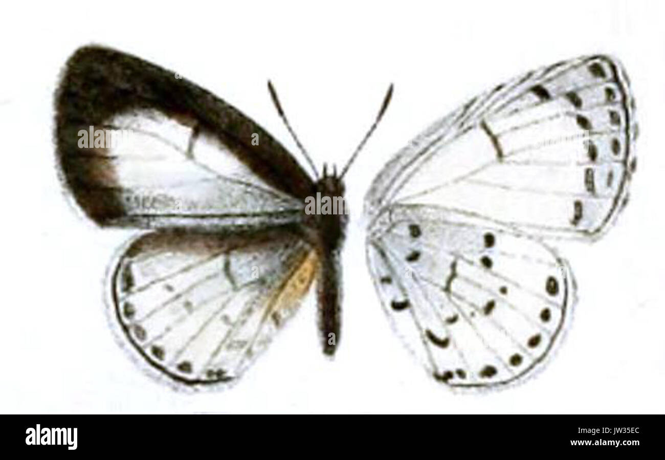 Female common blue Cut Out Stock Images & Pictures - Alamy