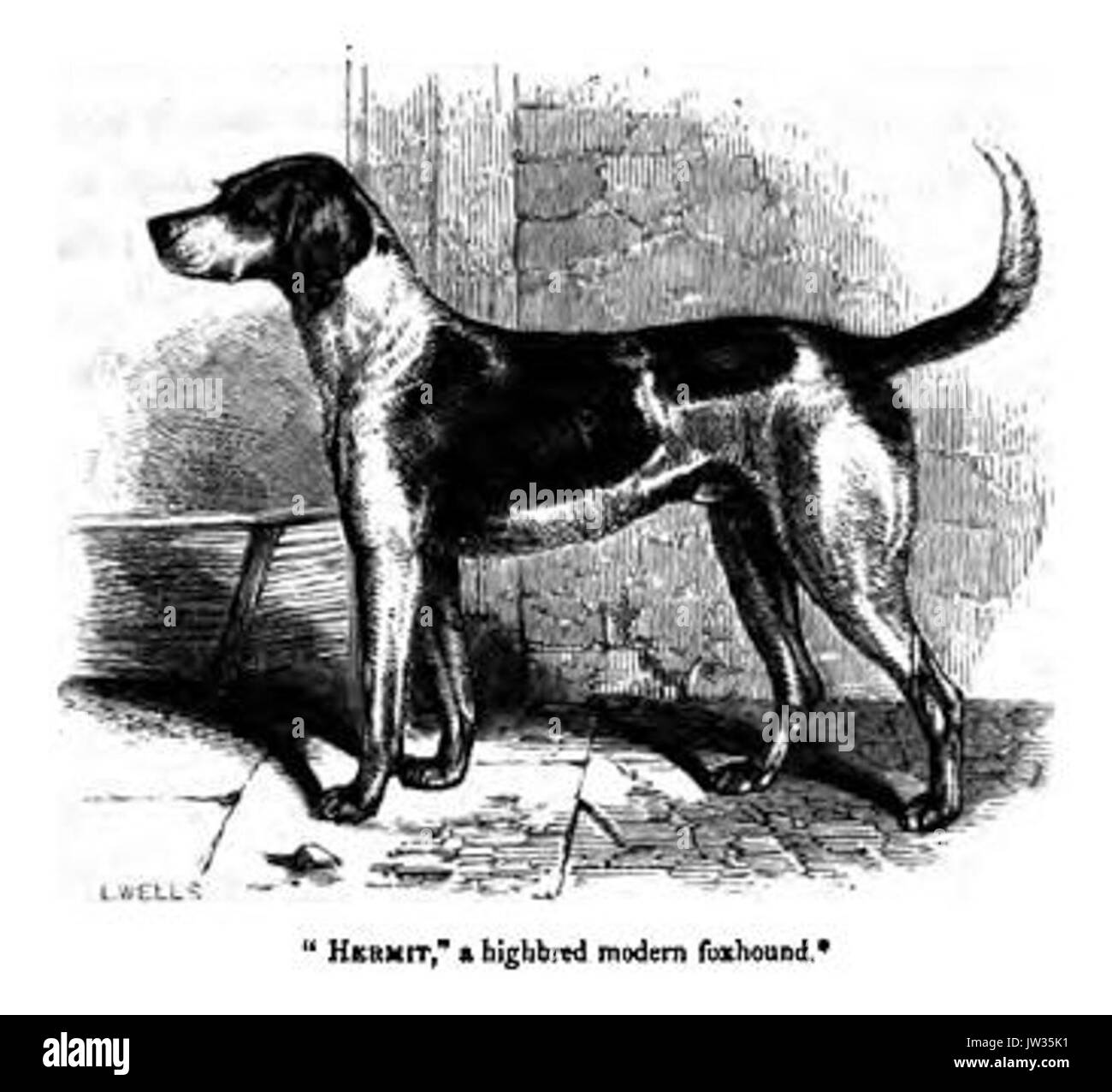 Foxhound foxhound foxhound Cut Out Stock Images & Pictures - Alamy