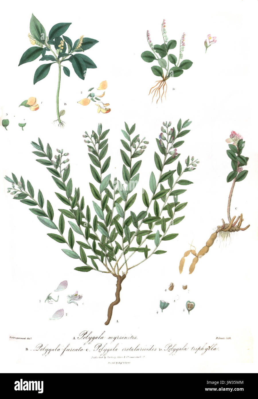 John forbes royle hi-res stock photography and images - Alamy