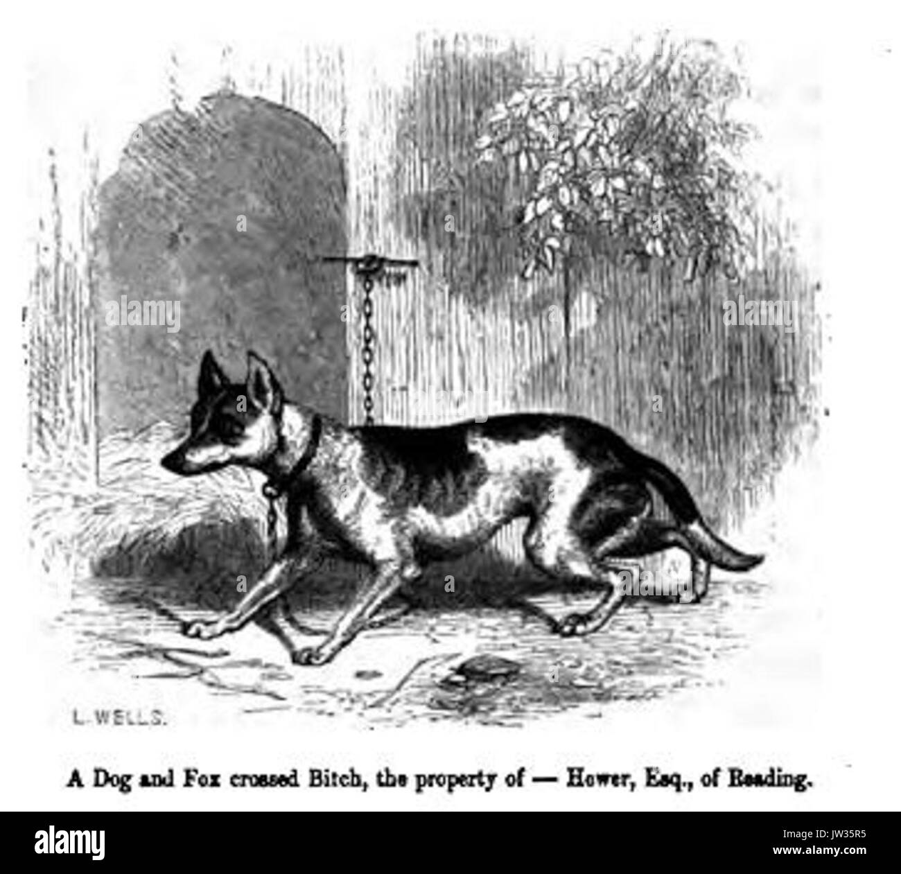 Cross fox Black and White Stock Photos & Images - Alamy